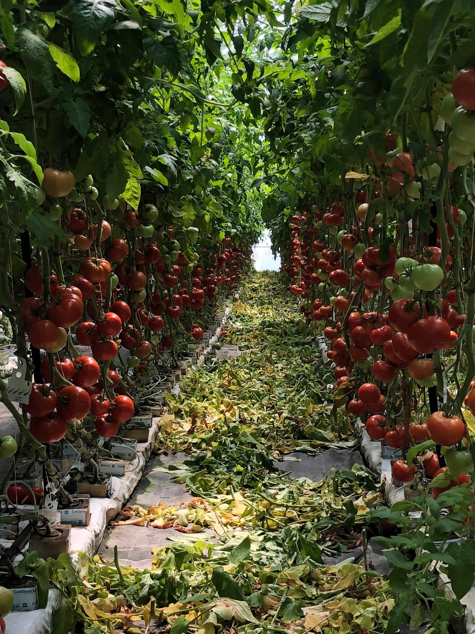 Golden Eden Produce – #GoldenEdenProduce